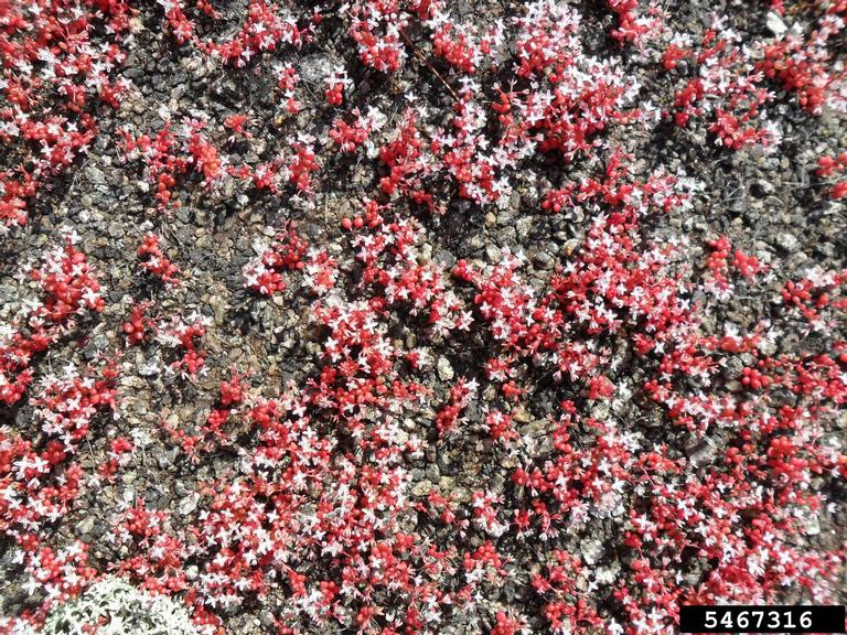 elf orpine (Diamorpha smallii Britt. ex Small)