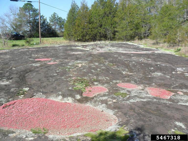elf orpine (Diamorpha smallii)