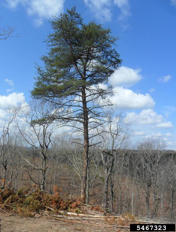 Virginia pine (Pinus virginiana)