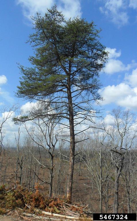 Virginia pine (Pinus virginiana)
