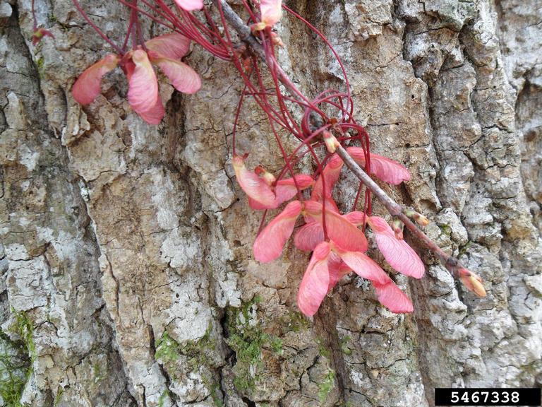 red maple, Acer rubrum (Sapindales: Sapindaceae) - 5467338