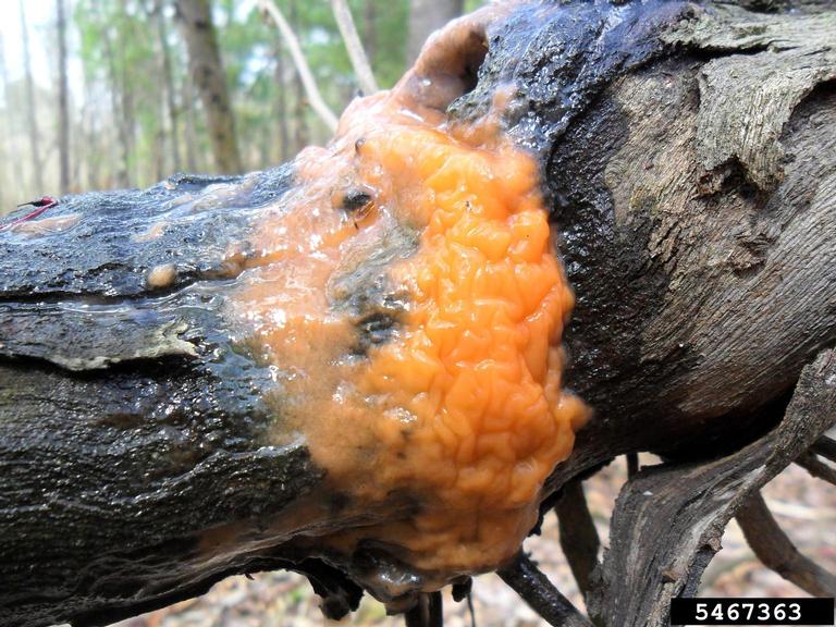 orange slime (Cryptococcus macerans)