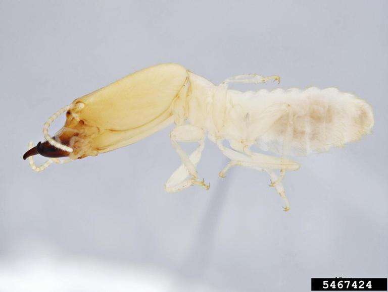 western subterranean termite, Reticulitermes hesperus (Isoptera ...