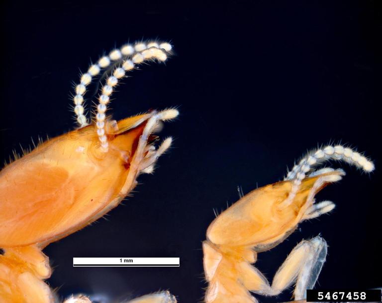 subterranean termite, Schedorhinotermes berinli (Isoptera ...