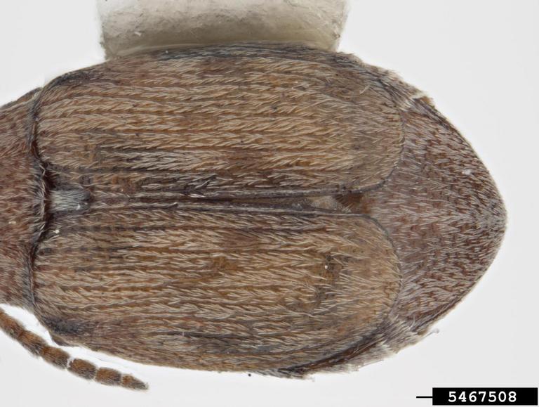 bean weevil (Acanthoscelides longescutus (Pic, 1938))
