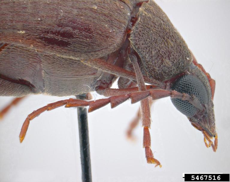 seed bruchid beetle (Amblycerus dispar)