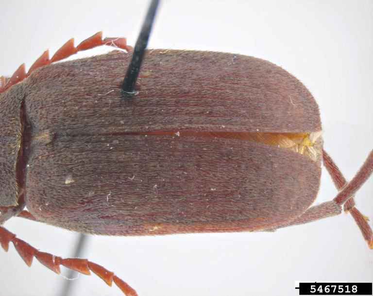seed bruchid beetle (Amblycerus dispar (Sharp, 1885))