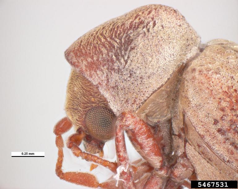 furniture beetle (Anobium punctatum)