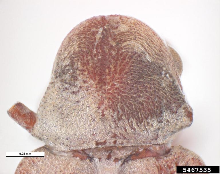 furniture beetle (Anobium punctatum)