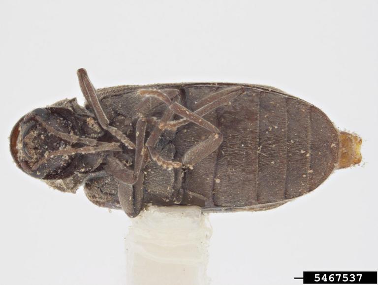 furniture beetle (Anobium punctatum (De Geer, 1774))