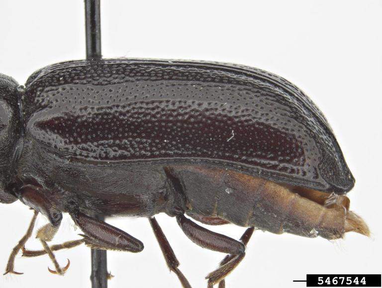 auger beetle (Bostrychopsis uncinata)
