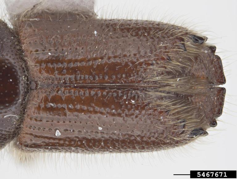 pinyon ips (Ips confusus (LeConte, 1876))