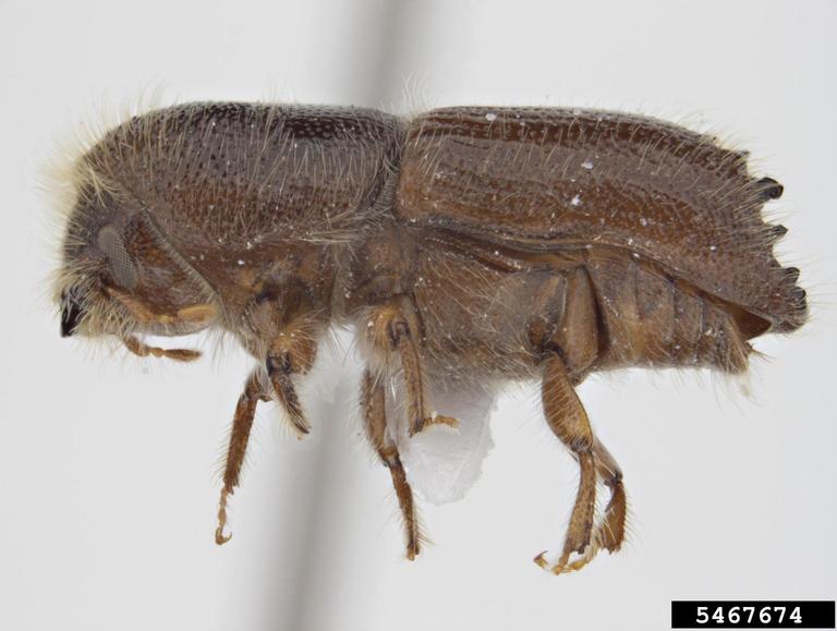pinyon ips (Ips confusus (LeConte, 1876))