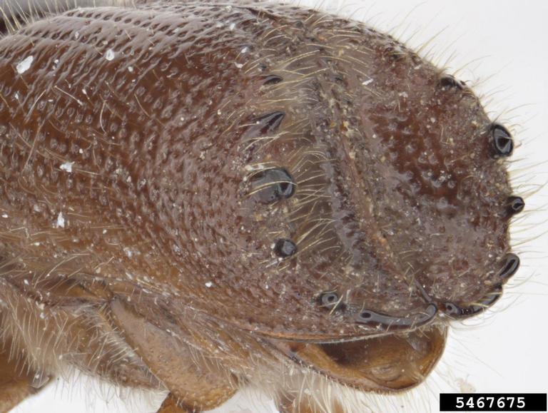 pinyon ips (Ips confusus (LeConte, 1876))