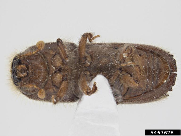 pinyon ips (Ips confusus)