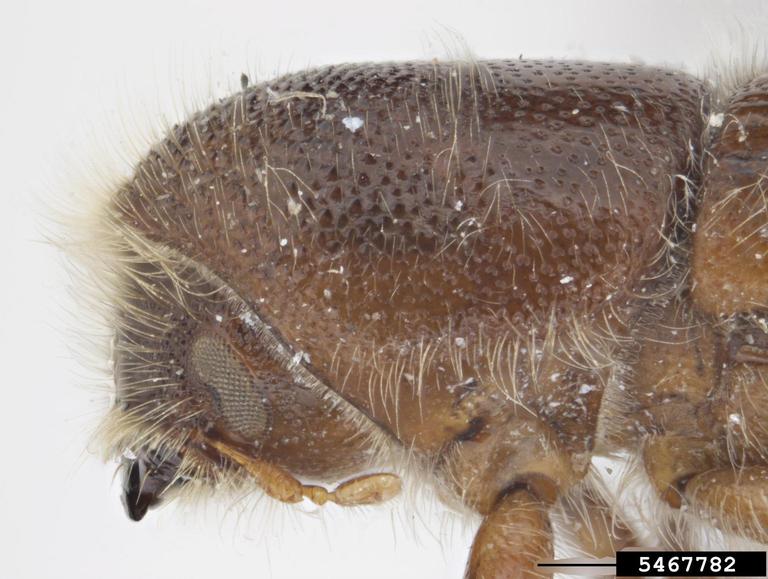 California fivespined ips (Ips paraconfusus)