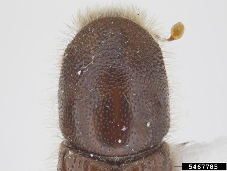 California fivespined ips (Ips paraconfusus)