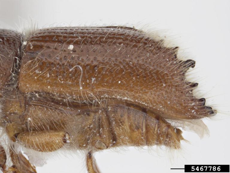 California fivespined ips (Ips paraconfusus)