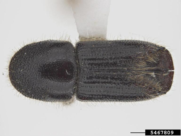 larch engraver beetle (Ips subelongatus Motchulsky, 1860)