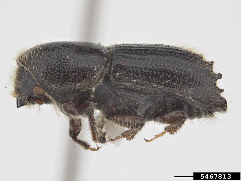 larch engraver beetle (Ips subelongatus Motchulsky, 1860)
