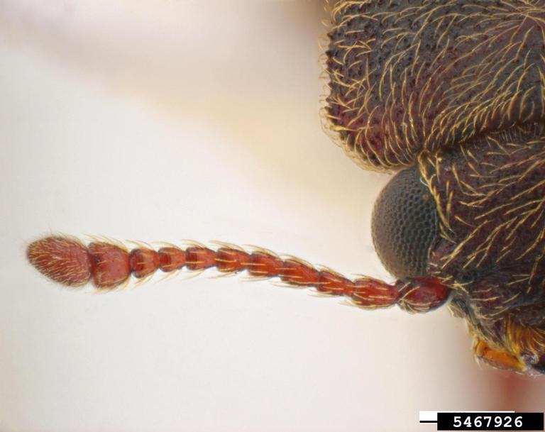 powderpost beetle (Lyctus chilensis Gerberg, 1957)