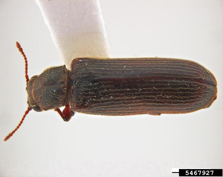 powderpost beetle (Lyctus chilensis Gerberg, 1957)