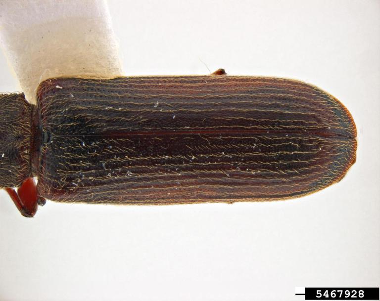 powderpost beetle (Lyctus chilensis Gerberg, 1957)