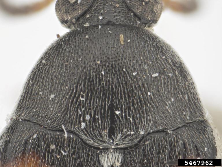 statoresque bruchine (Stator limbatus)