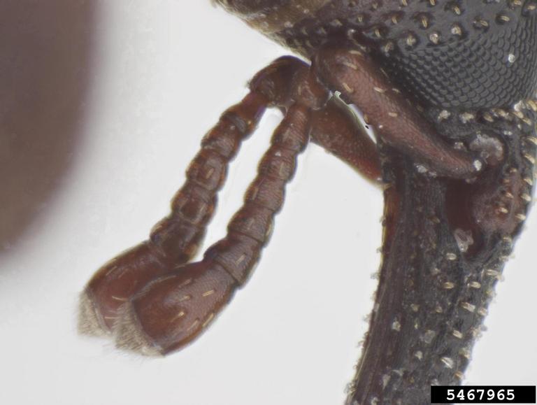 maize weevil (Sitophilus zeamais Motschulsky, 1855)