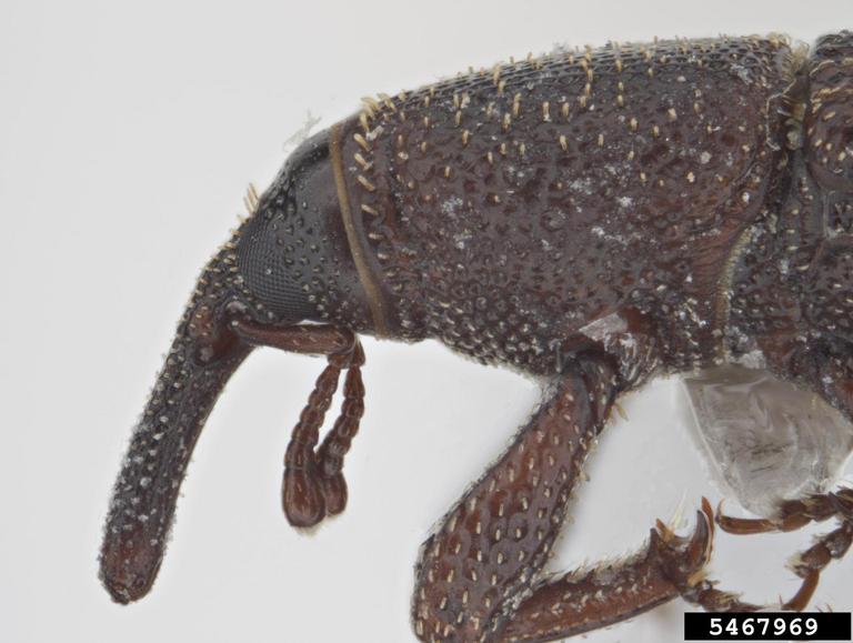 maize weevil (Sitophilus zeamais)