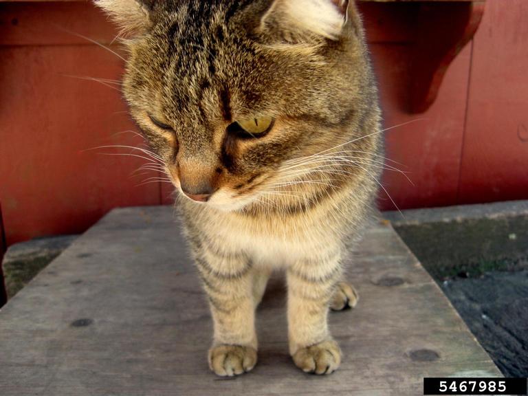 cat (domestic), Felis catus (domestic type) (Carnivora: Felidae) - 5467985
