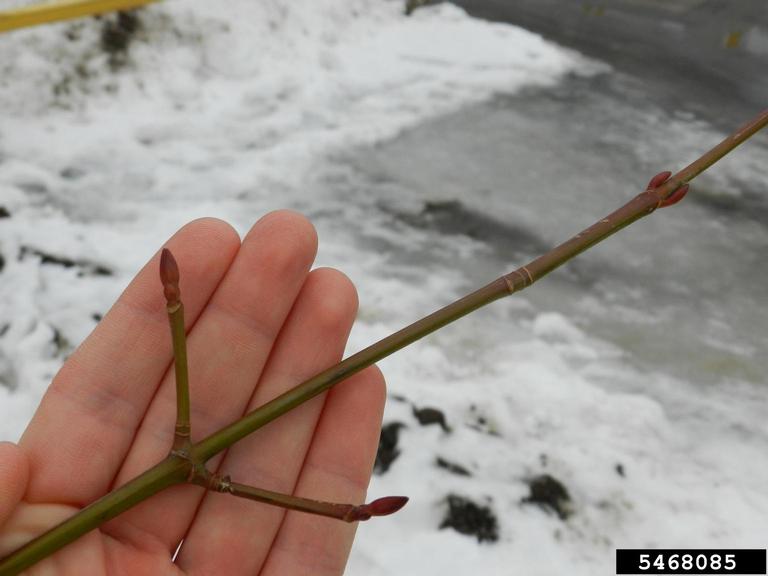 striped maple (Acer pensylvanicum)