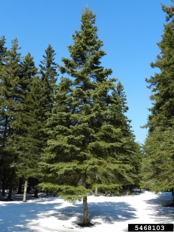 white spruce (Picea glauca (Moench) Voss)