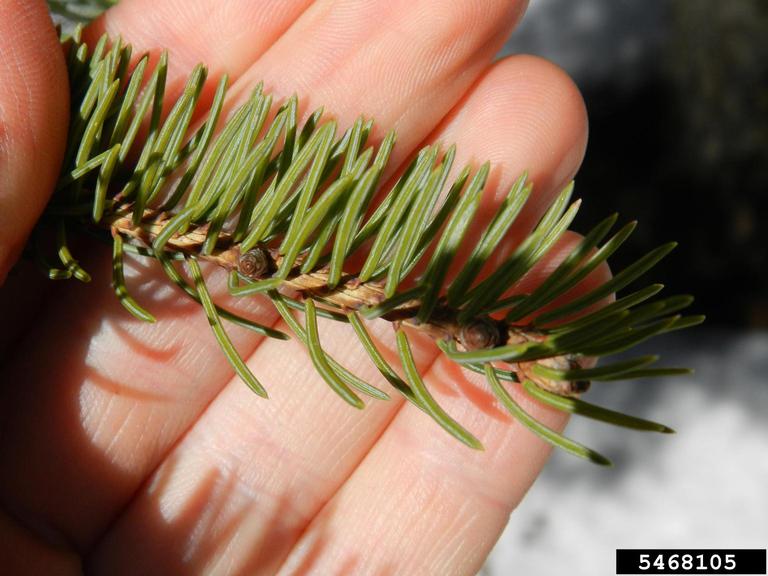 white spruce (Picea glauca)