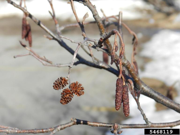 speckled alder (Alnus incana ssp. rugosa)