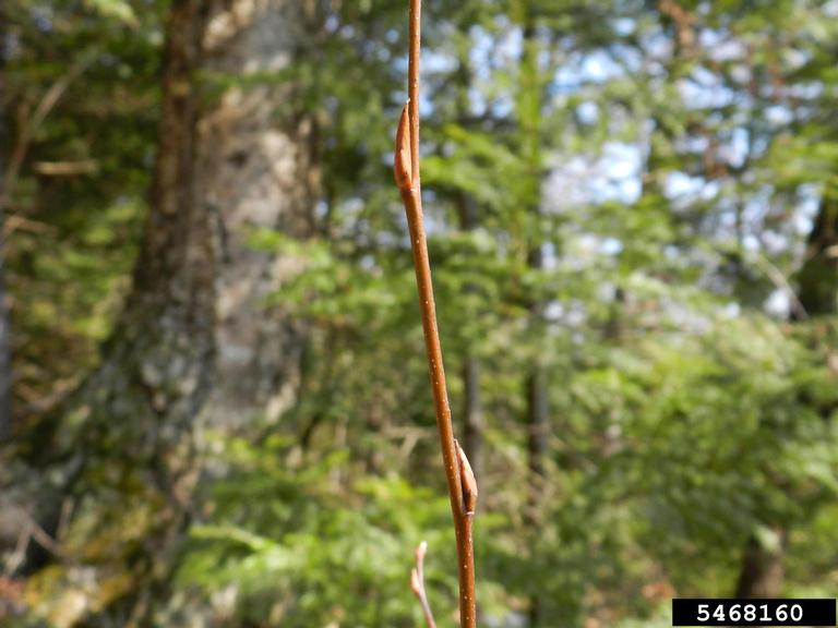 quaking aspen (Populus tremuloides Michx.)