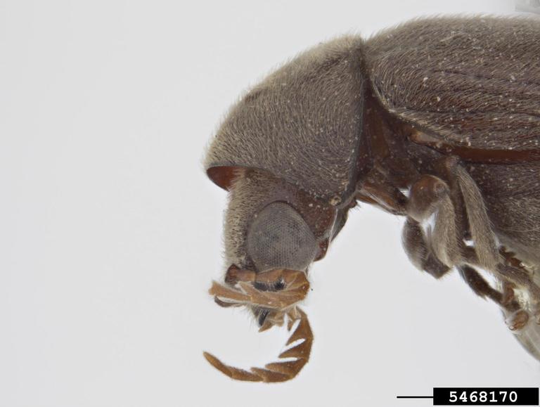 death watch beetle (Genus Xyletinus Latreille, 1809)