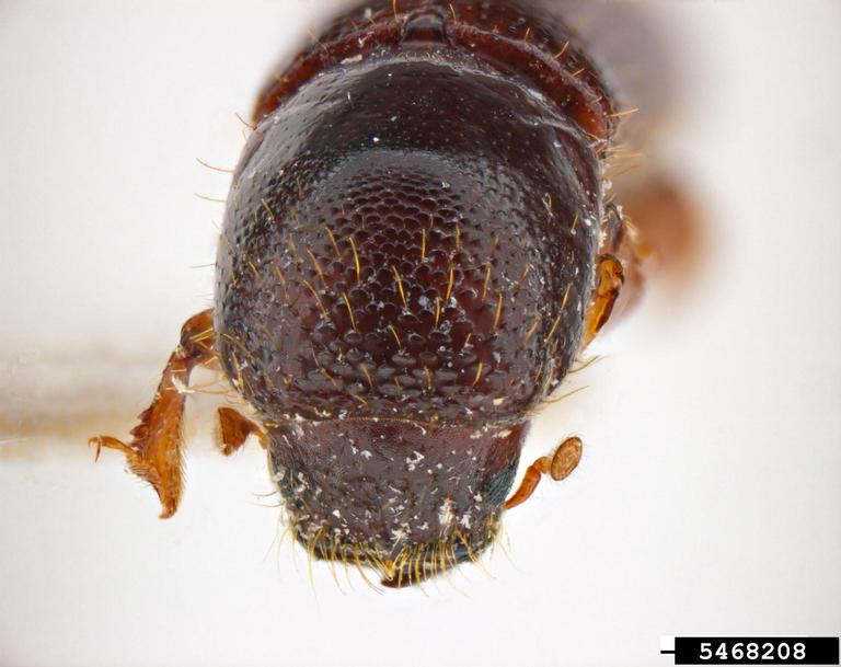 beetle (Xyleborus adelographus Eichhoff, 1868) - 5468208