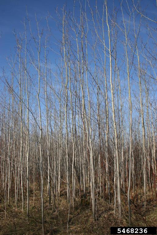quaking aspen (Populus tremuloides Michx.)