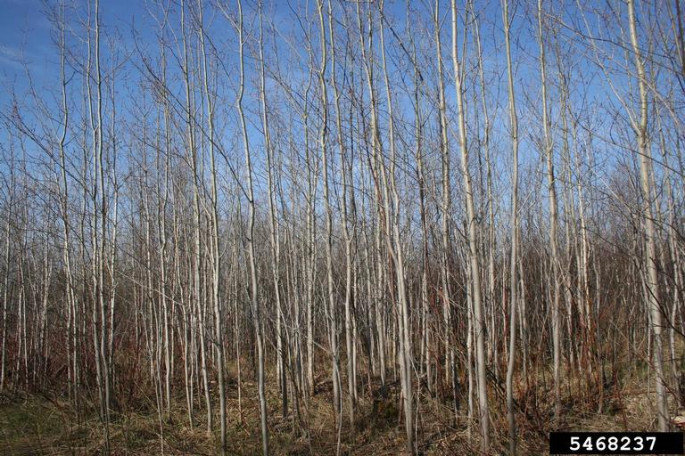 quaking aspen (Populus tremuloides Michx.)