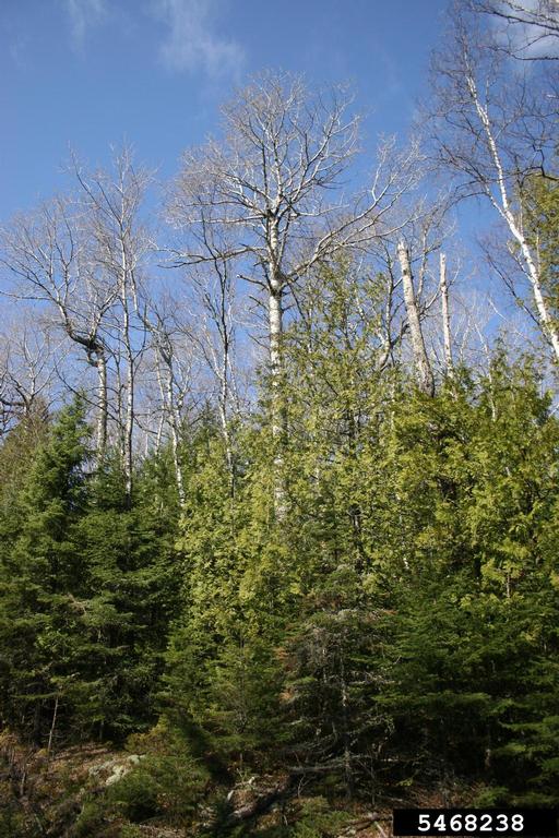 quaking aspen (Populus tremuloides Michx.)