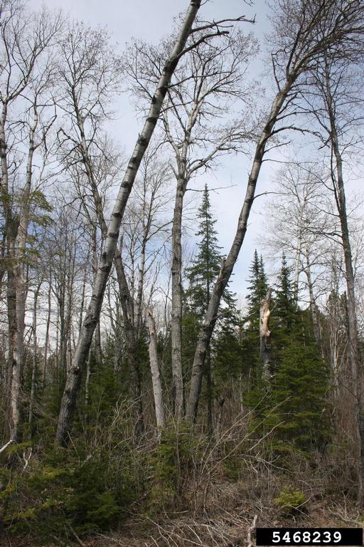quaking aspen (Populus tremuloides Michx.)