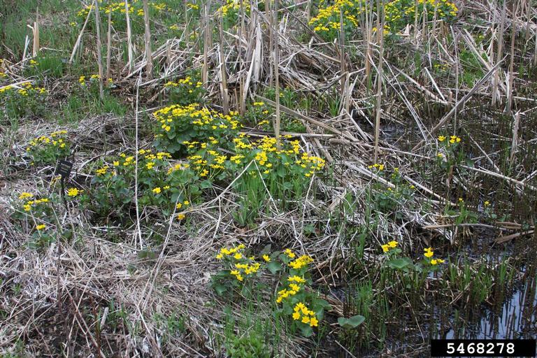 yellow marsh marigold (Caltha palustris L.)