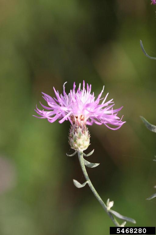 spotted knapweed (Centaurea stoebe)