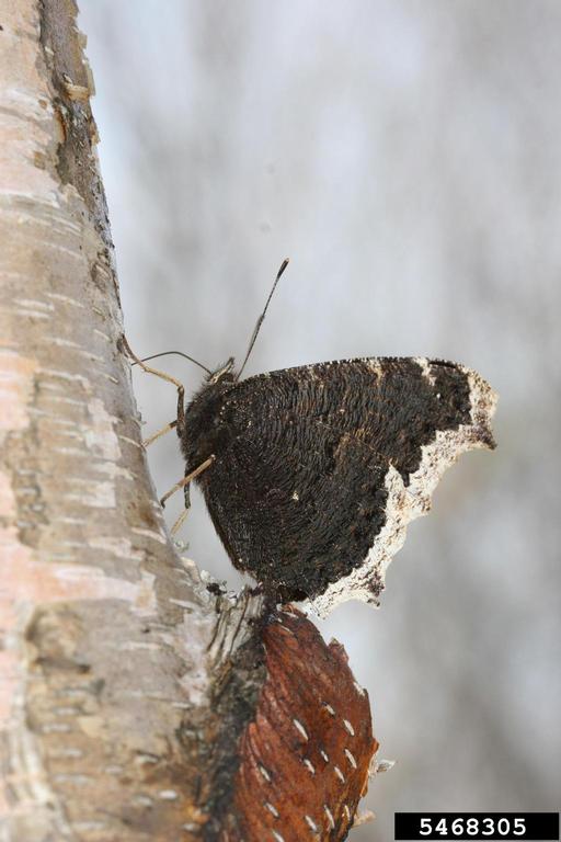 mourning cloak butterfly (Nymphalis antiopa (Linnaeus))