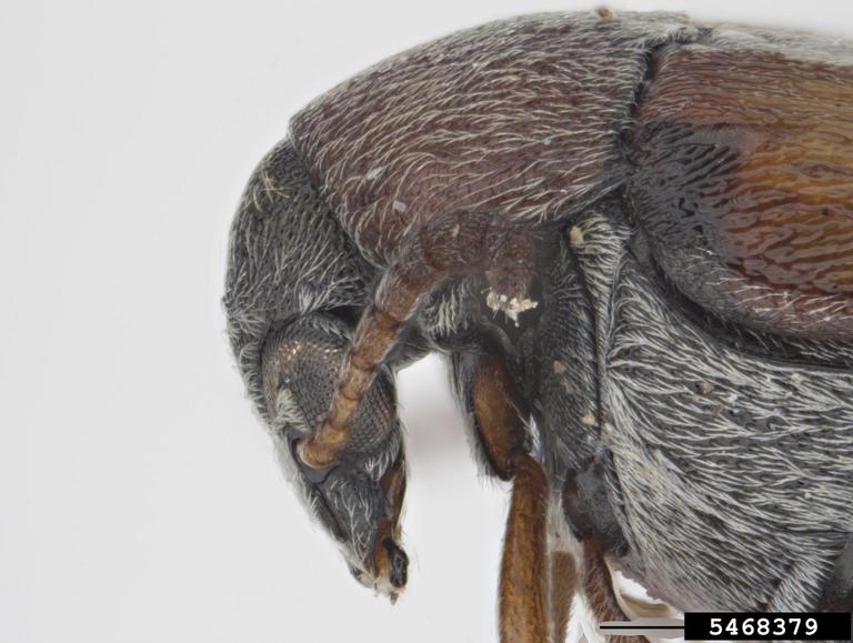 seed beetle (Stator testundinarius)