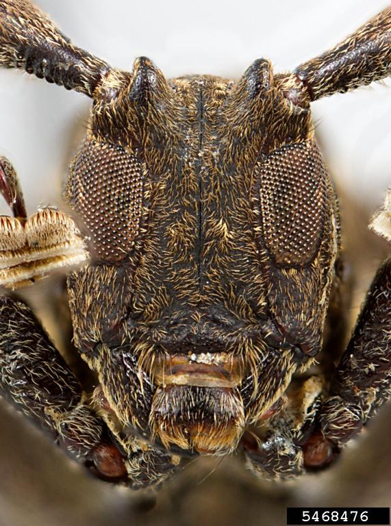 twig girdler (Furona degenera (Bates 1880))