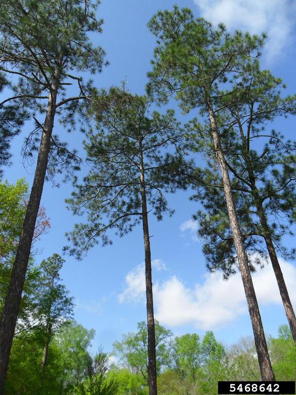 slash pine (Pinus elliottii Engelm.)