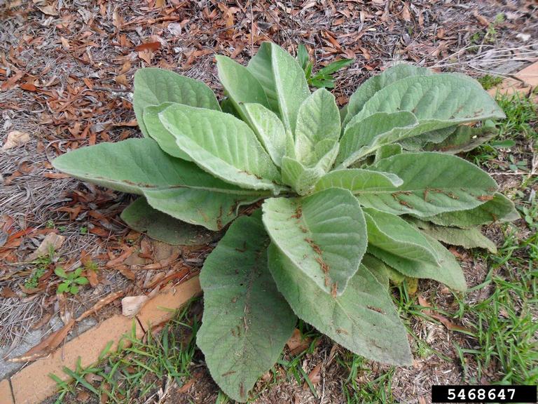 common mullein (Verbascum thapsus L.)