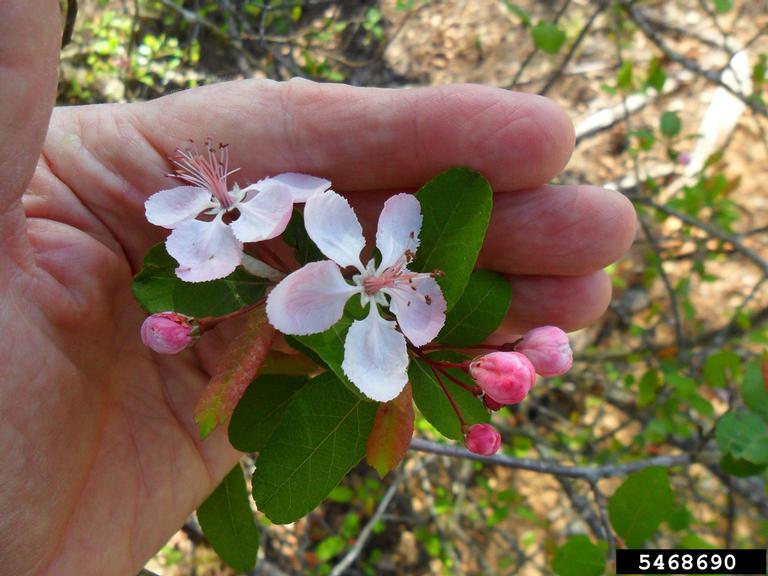 American plum (Prunus americana)